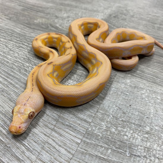 D Purple Platinum Tiger 100% Het Anery Reticulated Python by Reach Out ...