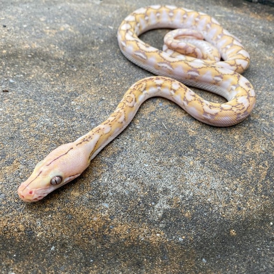 D Purple Snow Reticulated Python by Reach Out Reptiles LLC