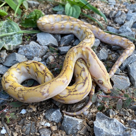 D Purple Snow Reticulated Python by Reach Out Reptiles LLC