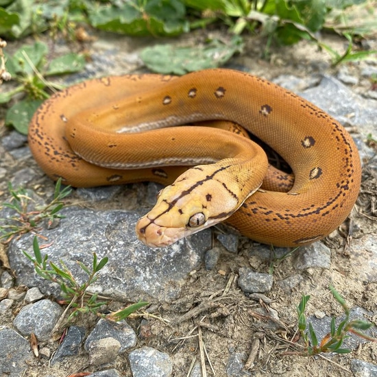 D Golden Child Mochino 100% Anery Reticulated Python by Reach Out ...