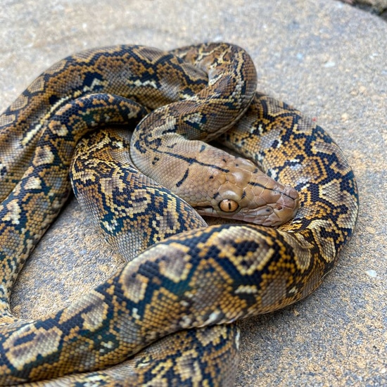 D Marble 100% Anery Reticulated Python by Reach Out Reptiles LLC