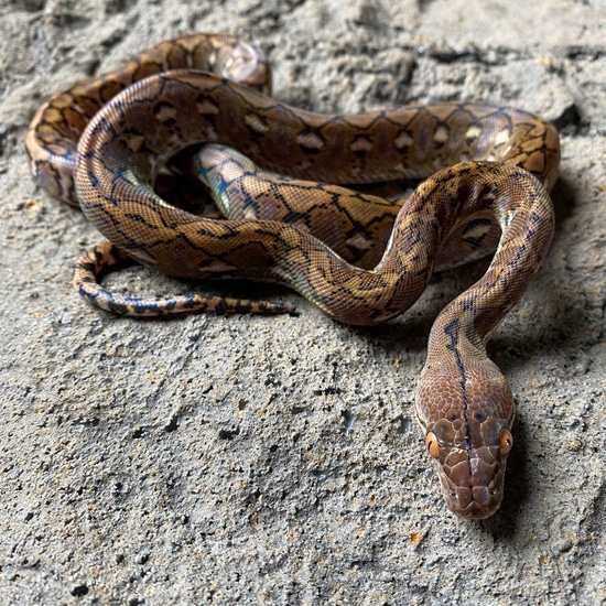 Sd Wild Type Reticulated Python by Reach Out Reptiles LLC