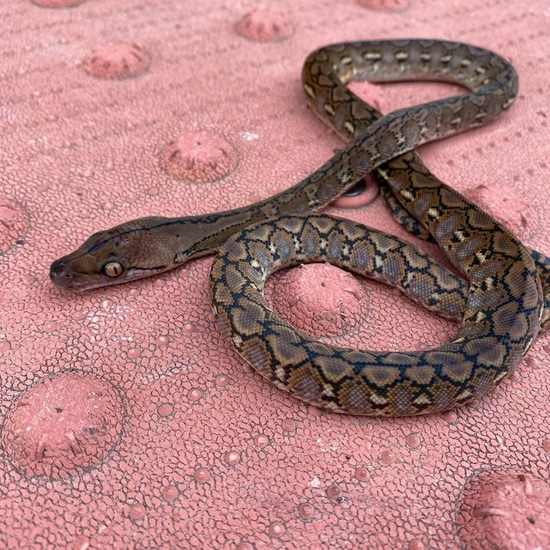 Sd Wild Type Reticulated Python by Reach Out Reptiles LLC