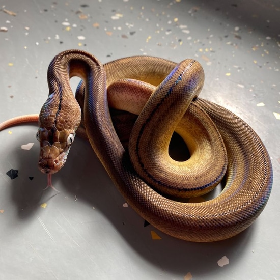 Sd Anery Golden Child Sun Tiger Platinum Reticulated Python by Reach ...