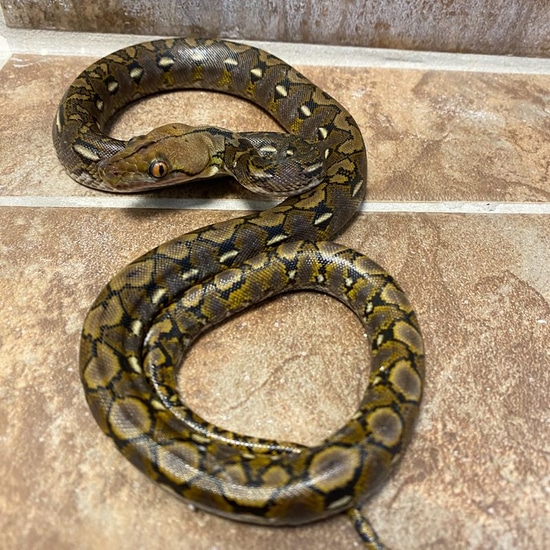 Sd Wild Type 100% Het Ogs Reticulated Python by Reach Out Reptiles LLC