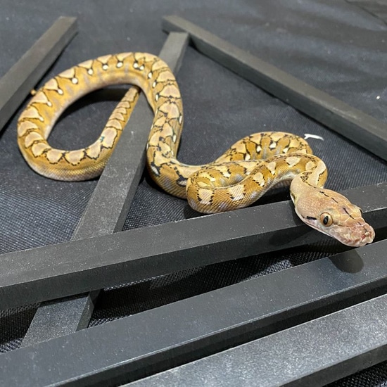 Sd Platinum Citron 100% Het Titanium Reticulated Python by Reach Out ...