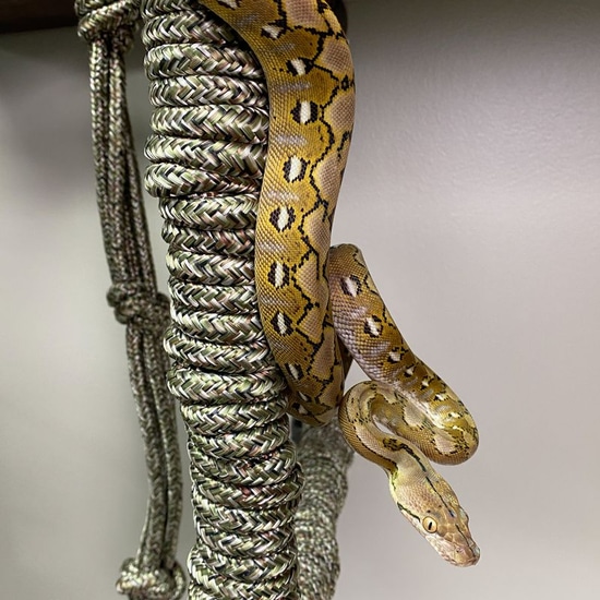 Sd Platinum Citron 100% Het Titanium Reticulated Python by Reach Out ...