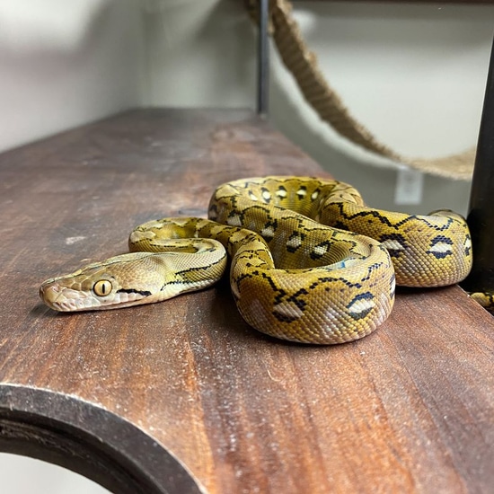 Sd Platinum Citron 100% Het Titanium Reticulated Python by Reach Out ...
