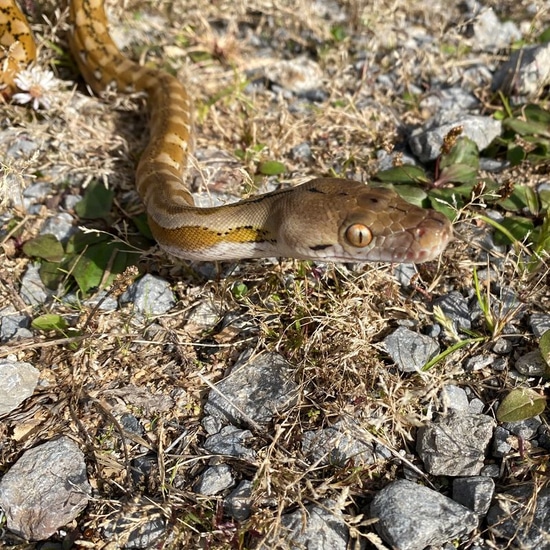 Sd Platinum Citron 100% Het Titanium Reticulated Python by Reach Out ...