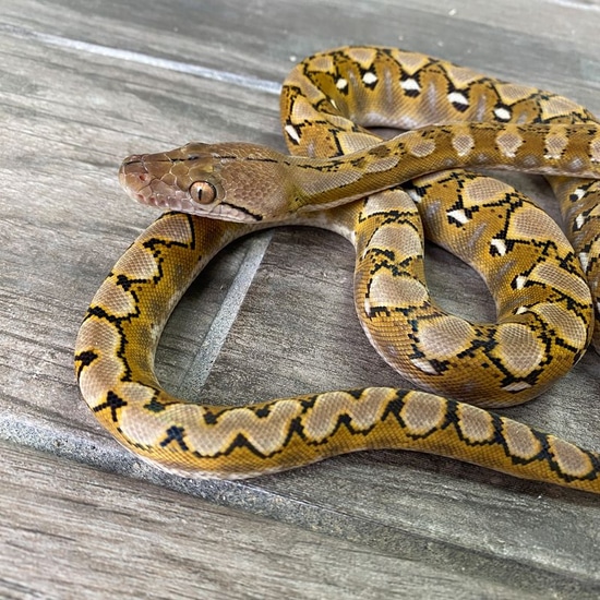 Sd Platinum Citron 100% Het Titanium Reticulated Python by Reach Out ...