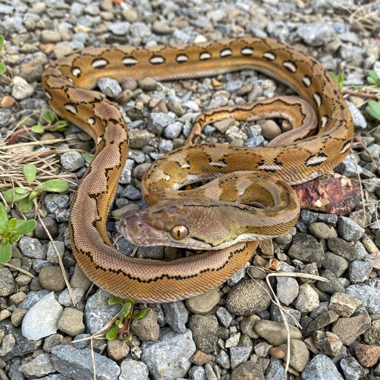 Sd Platinum Citron 100% Het Titanium Reticulated Python by Reach Out ...