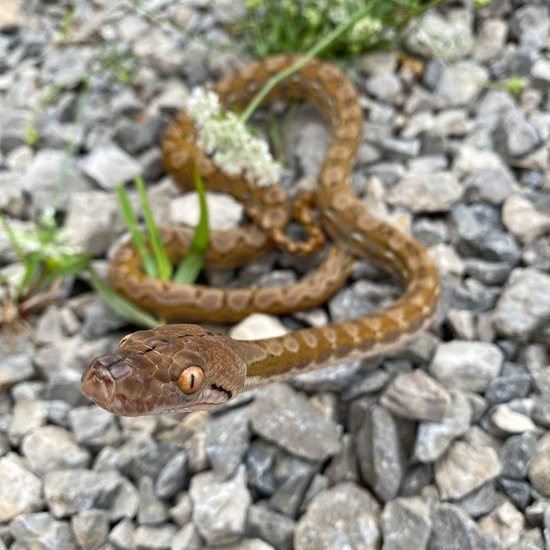Sd Platinum Citron 100% Het Titanium Reticulated Python by Reach Out ...
