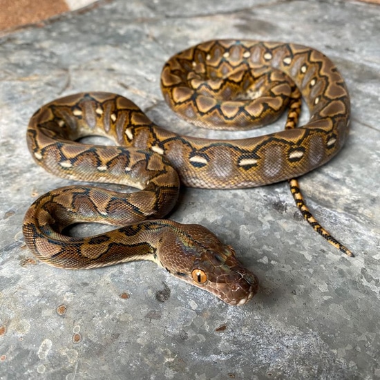 Sd Citron 100% Het Titanium Reticulated Python by Reach Out Reptiles LLC