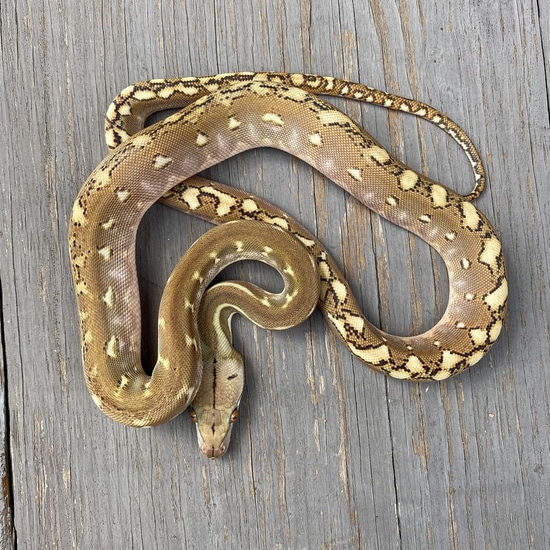 Sd Platinum Phantom 66% Het Anery Reticulated Python by Reach Out ...