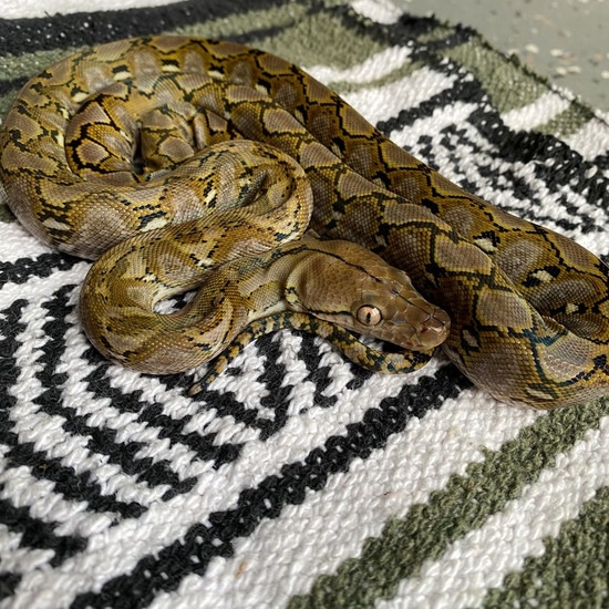 D Anery 66% Het Indo 66% Het Purple Reticulated Python by Reach Out ...