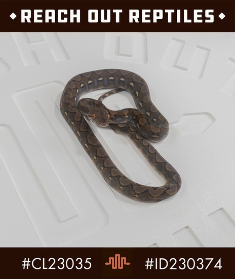 Sd Citron 100% Het Titanium Reticulated Python by Reach Out Reptiles LLC