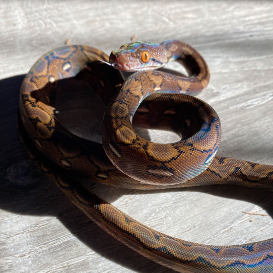 Sd Citron 100% Het Titanium Reticulated Python by Reach Out Reptiles LLC