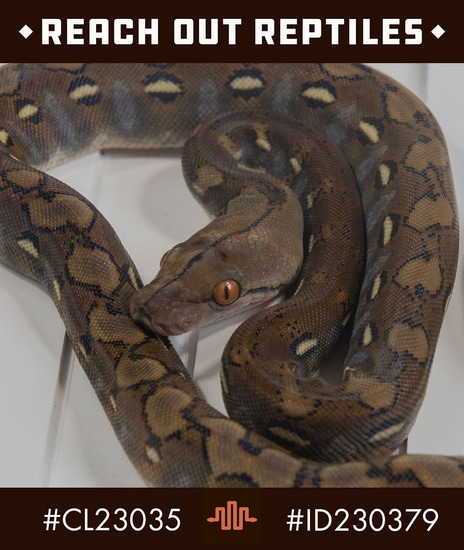 Sd Citron 100% Het Titanium Reticulated Python by Reach Out Reptiles LLC