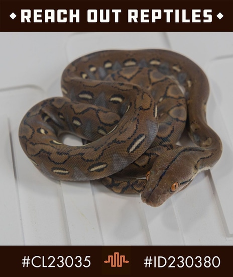 Sd Citron 100% Het Titanium Reticulated Python by Reach Out Reptiles LLC