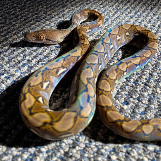 Sd Citron 100% Het Titanium Reticulated Python by Reach Out Reptiles LLC