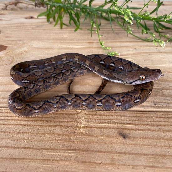 Sd Citron 100% Het Titanium Reticulated Python by Reach Out Reptiles LLC