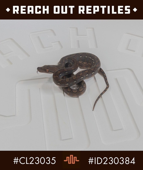 Sd Citron 100% Het Titanium Reticulated Python by Reach Out Reptiles LLC