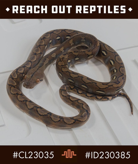 Sd Citron 100% Het Titanium Reticulated Python by Reach Out Reptiles LLC