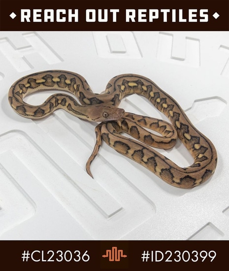 Sd Sun Tiger Reticulated Python by Reach Out Reptiles LLC