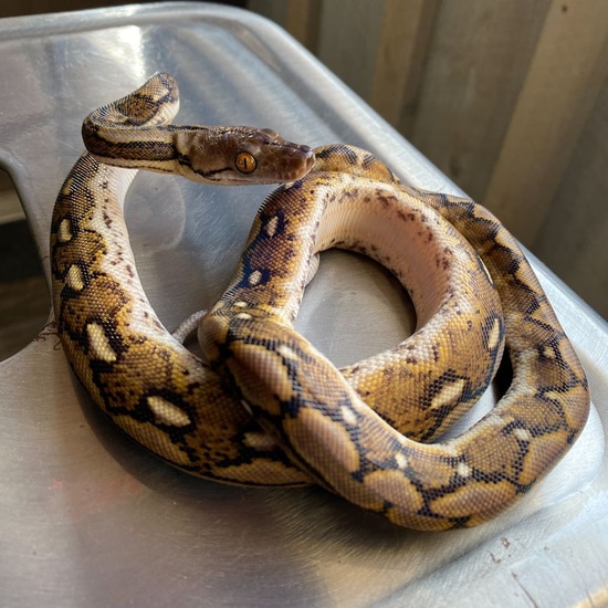 Sd Sun Tiger N/a Reticulated Python by Reach Out Reptiles LLC