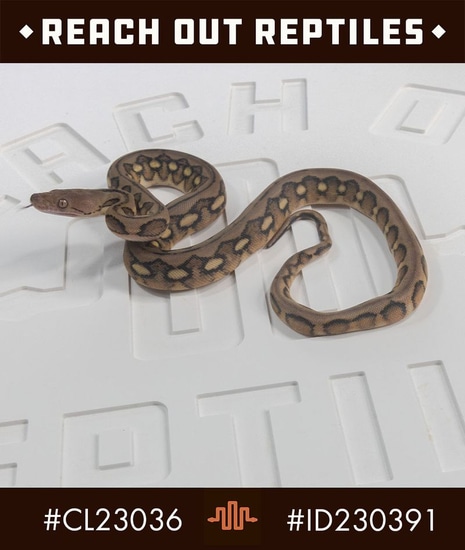 Sd Sun Tiger Reticulated Python by Reach Out Reptiles LLC