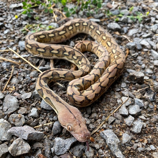 Sd Sun Tiger Reticulated Python by Reach Out Reptiles LLC