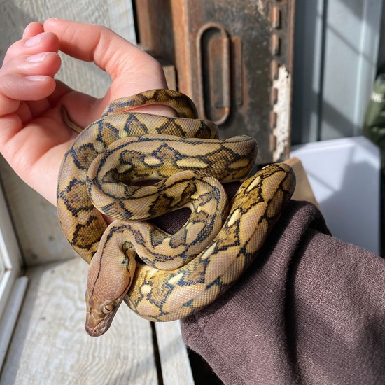 Sd Sun Tiger Reticulated Python by Reach Out Reptiles LLC