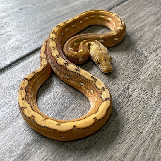 Sd Orange Ghost Stripe Reticulated Python by Reach Out Reptiles LLC