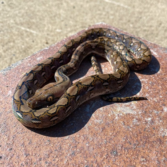 Sd Wild Type 100% Het Ogs Reticulated Python by Reach Out Reptiles LLC