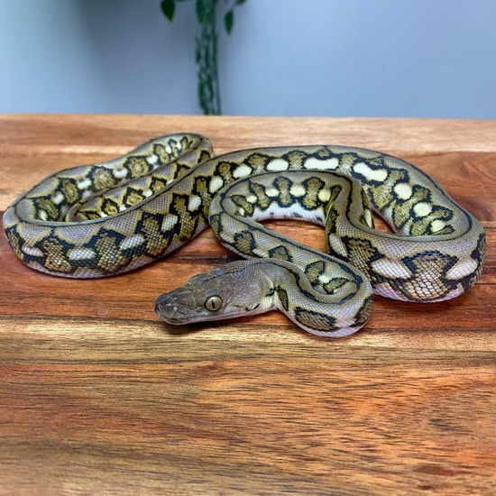 SD TIGER Reticulated Python by Reach Out Reptiles LLC