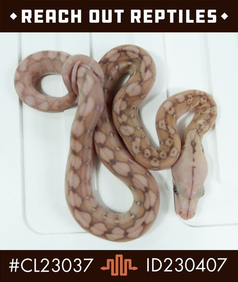 Sd Purple Snow Reticulated Python by Reach Out Reptiles LLC