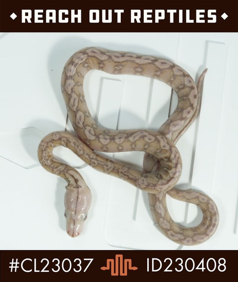 Sd Purple Snow Reticulated Python by Reach Out Reptiles LLC