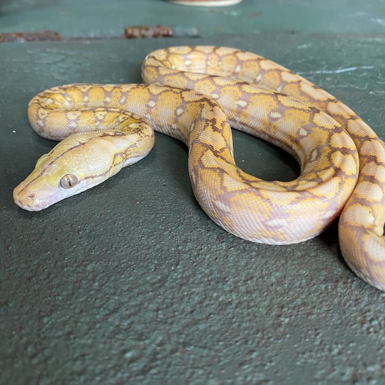 Sd Purple Snow Reticulated Python by Reach Out Reptiles LLC