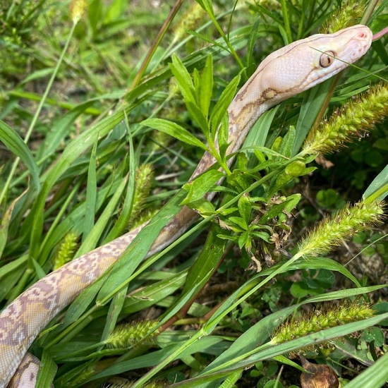 Sd Purple Snow Reticulated Python by Reach Out Reptiles LLC