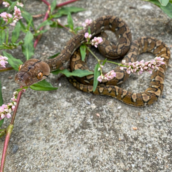 D Wild Type 100% Het Purple 66% Het Anery Reticulated Python by Reach ...