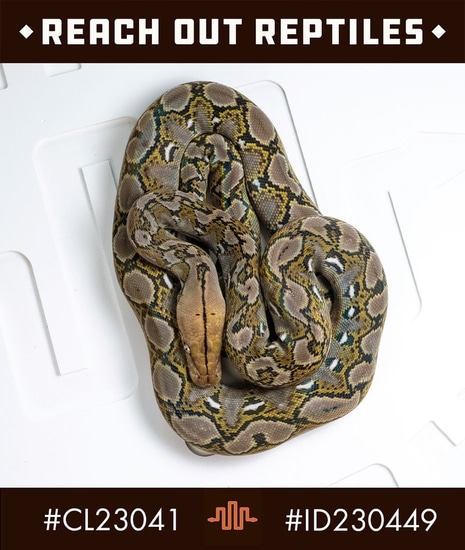 D Anery 100% Het Purple Reticulated Python by Reach Out Reptiles LLC