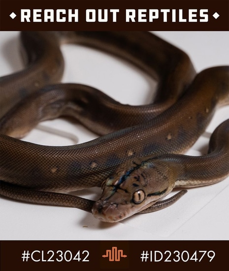 Sd Golden Child 50% Purple 50% Het Anery Reticulated Python by Reach ...