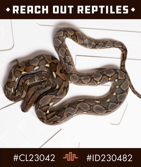 Sd Wild Type 50% Purple 50% Het Anery Reticulated Python by Reach Out ...