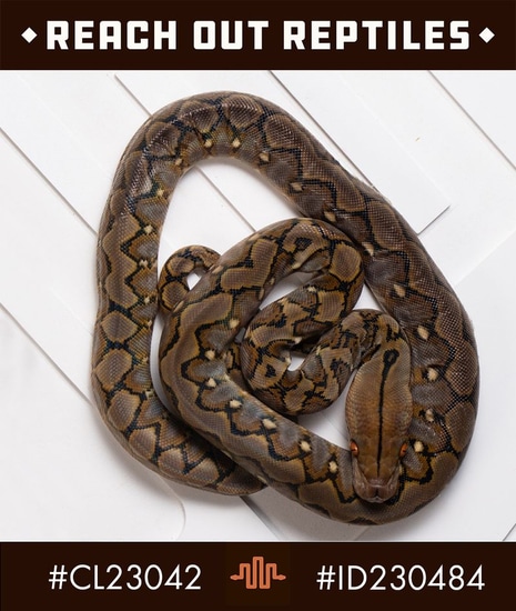 Sd Wild Type 50% Purple 50% Het Anery Reticulated Python by Reach Out ...