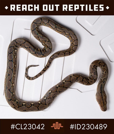 Sd Wild Type 50% Purple 50% Het Anery Reticulated Python by Reach Out ...