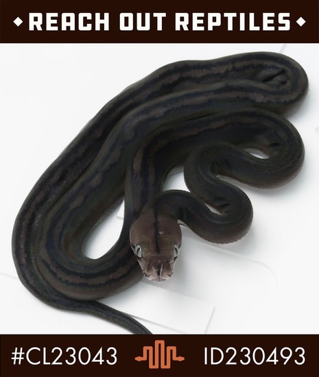 Sd Anery Golden Child Tiger Reticulated Python by Reach Out Reptiles LLC