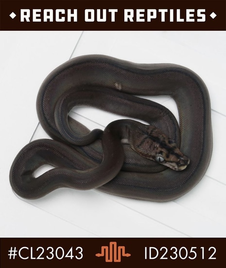 Sd Anery Motley Golden Child Tiger Reticulated Python by Reach Out ...