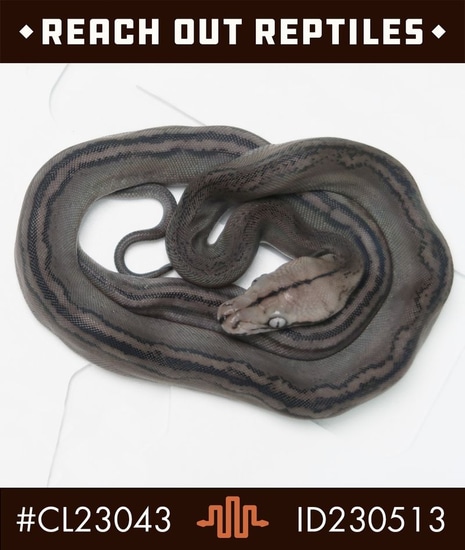 Sd Anery Golden Child Tiger Reticulated Python by Reach Out Reptiles LLC