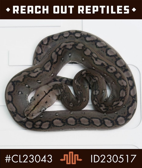 Sd Anery Motley Reticulated Python by Reach Out Reptiles LLC