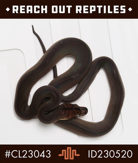 Sd Motley Golden Child Tiger 100% Het Anery Reticulated Python by Reach ...